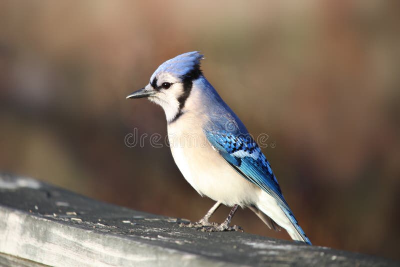 Pájaro del arrendajo azul foto de archivo. Imagen de plumaje - 27907738