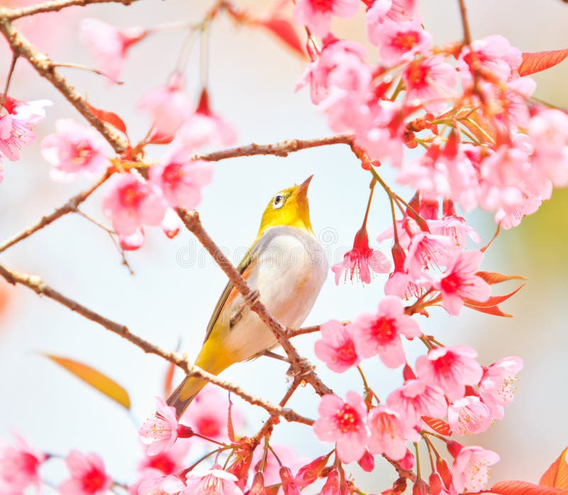 Pájaro Del Blanco-ojo Con Cherry Blossom Foto de archivo - Imagen de ...