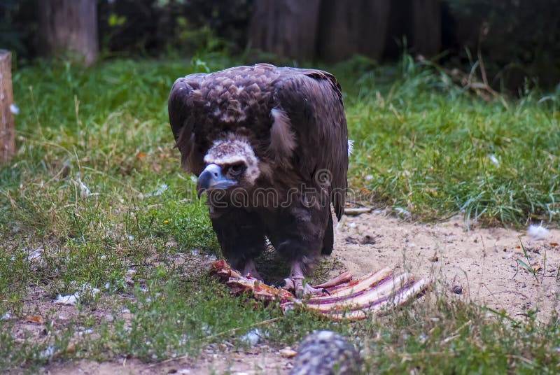 Pájaro del cóndor foto de archivo. Imagen de tierra, ambiente - 49400190