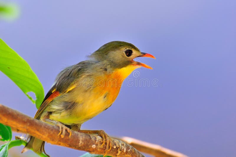 Pájaro del canto foto de archivo. Imagen de ciencia, hermoso - 28427772