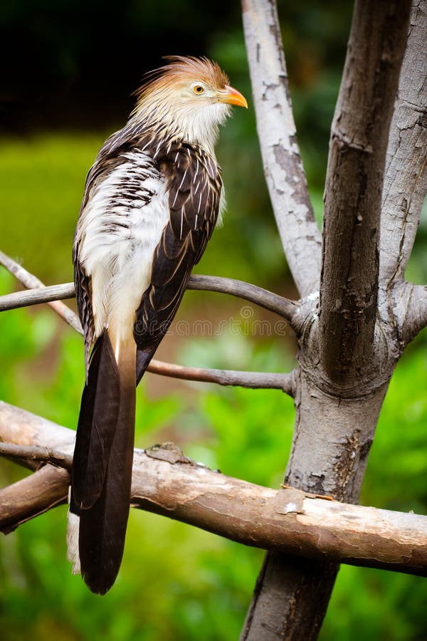 Pájaro Del Cuco En Pájaro Del árbol-Koyal Foto de archivo - Imagen de ...
