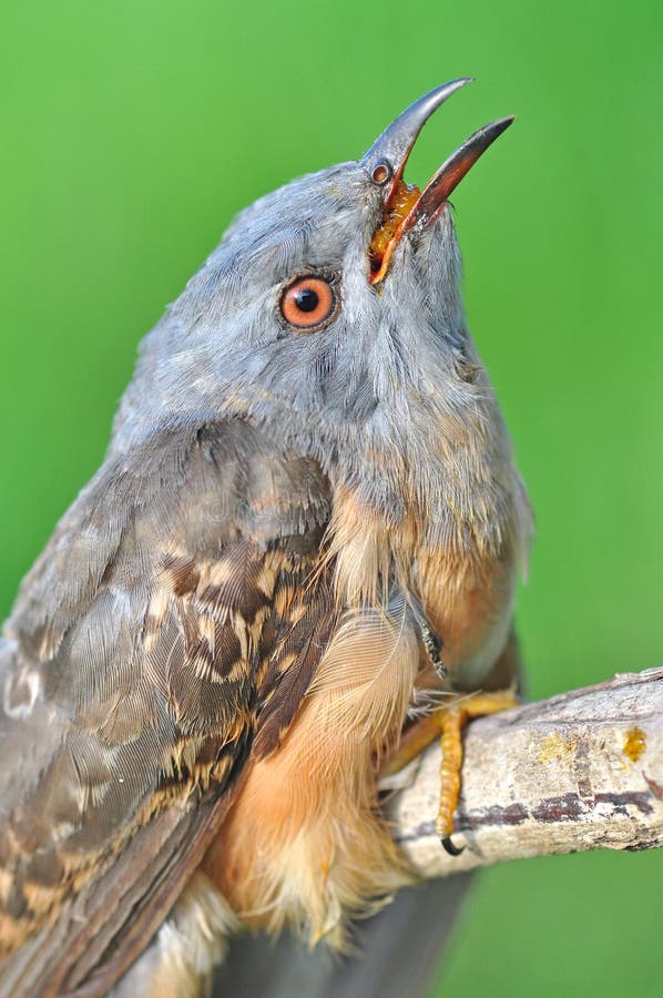Pájaro demandante del cuco foto de archivo. Imagen de equipo - 24995942