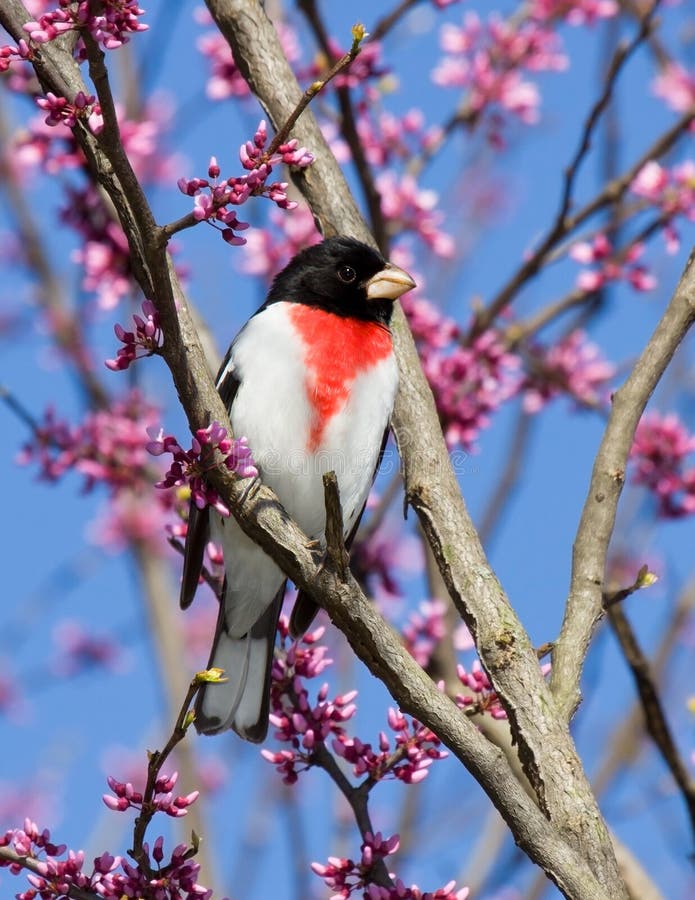 Pájaro Encaramado De La Rosa-breasted Imagen de archivo - Imagen de ...