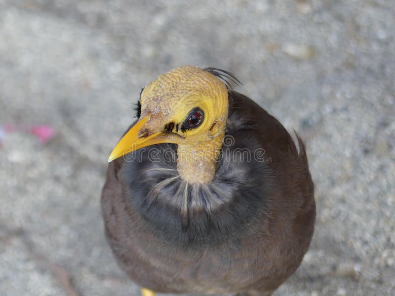 Pájaro feo foto de archivo. Imagen de inmoralidad, cataratas - 78164482