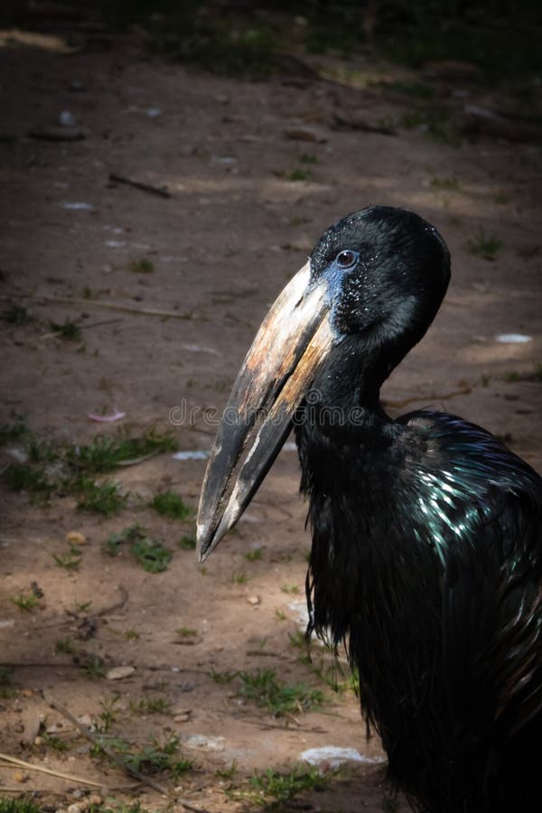 Pájaro feo negro foto de archivo. Imagen de aire, perfil - 31728790