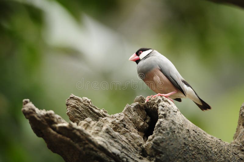 Pájaro --- gorrión de Java imagen de archivo. Imagen de parque - 12844751