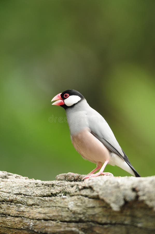 Pájaro --- gorrión de Java imagen de archivo. Imagen de bali - 12845295