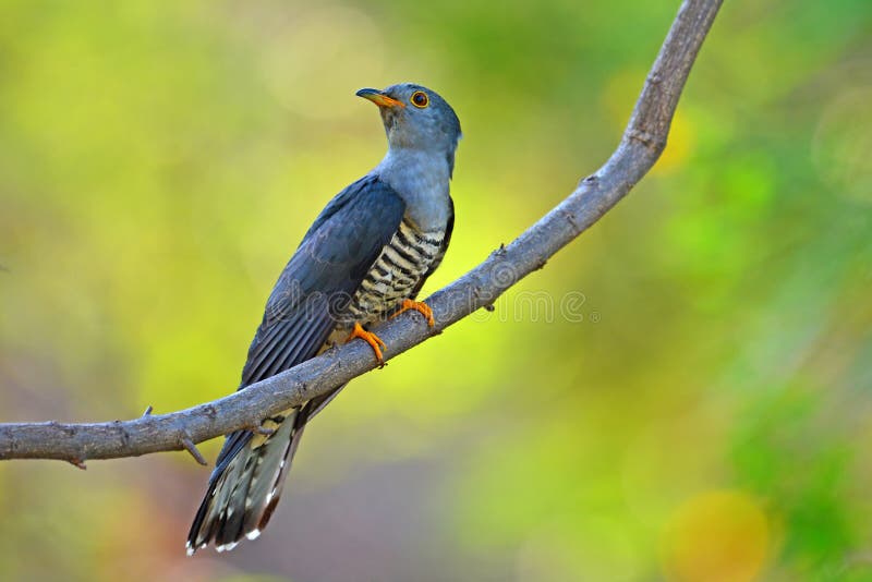 Pájaro indio del cuco foto de archivo. Imagen de cuenta - 69127052