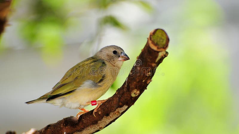 Pájaro joven del pinzón imagen de archivo. Imagen de parques - 24110439