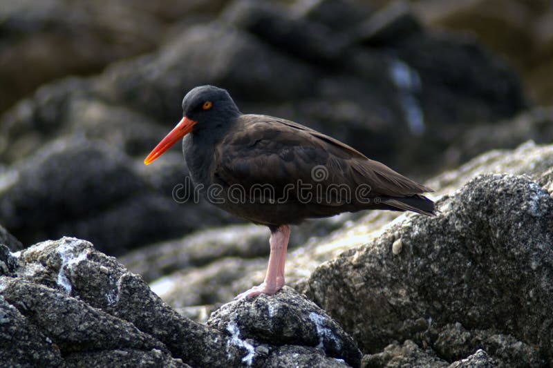 Pájaro Negro Con Un Pico Rojo Imagen de archivo - Imagen de fondo, gris ...