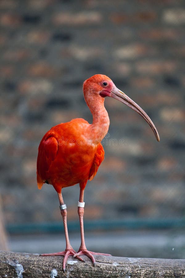Pájaro Rojo - Escarlata Ibis Imagen de archivo - Imagen de animal ...