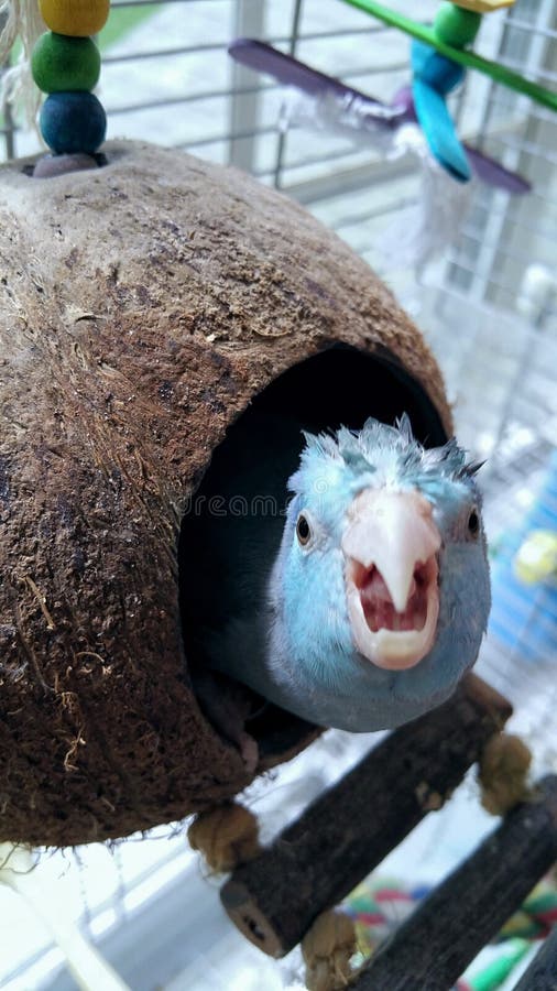 Pájaro Tonto De La Tortuga Del Coco Imagen de archivo - Imagen de ...