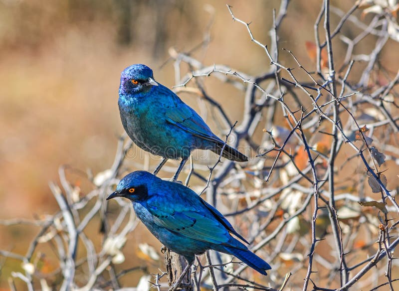 Pájaros azules foto de archivo. Imagen de animal, sentada - 67311138