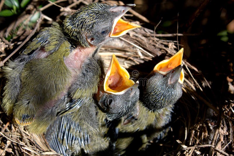 Pájaros De Bebé En Una Jerarquía En Una Rama De árbol En Primavera Foto ...
