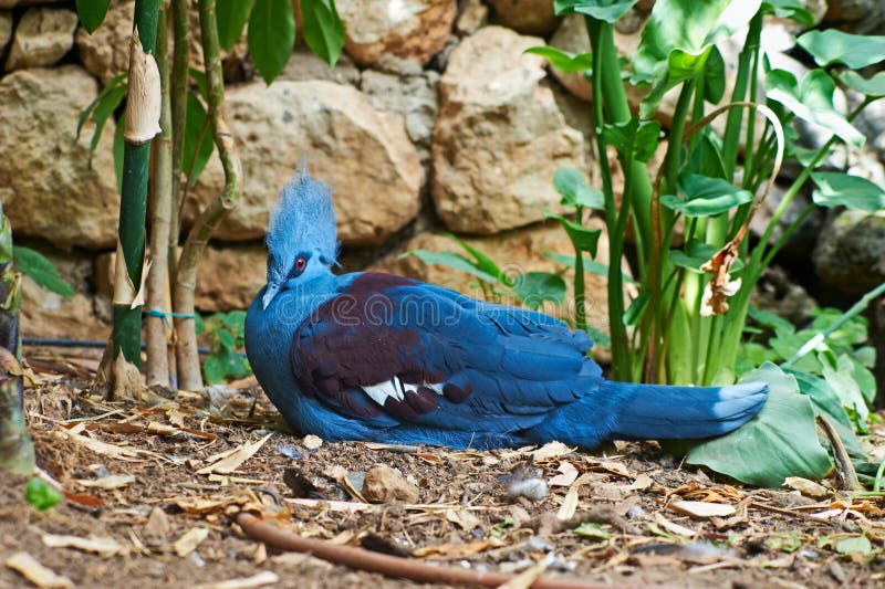 Pássaro azul imagem de stock. Imagem de detalhe, vertical - 22850303