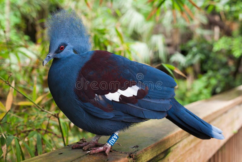 Pássaro azul foto de stock. Imagem de vermelho, pombo - 56364508