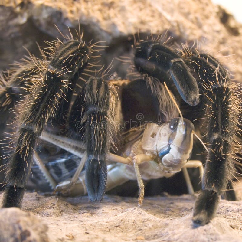 Pássaro-comendo a aranha foto de stock. Imagem de gafanhoto - 2356208