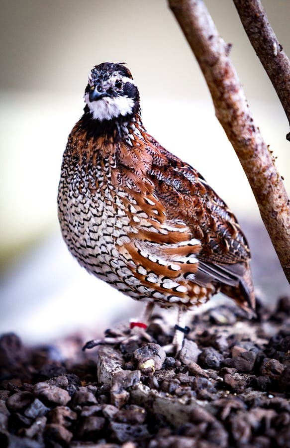 Macho das codornizes foto de stock. Imagem de selvagem - 13106674