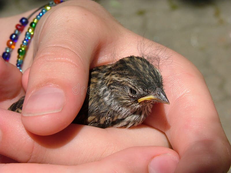 Pardal do bebê disponivel foto de stock. Imagem de delicado - 18161114