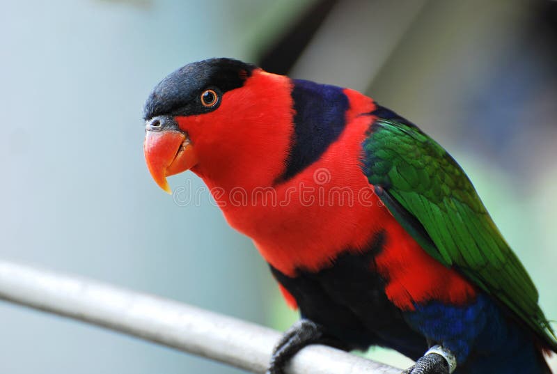 Pássaro de Lori foto de stock. Imagem de fofofo, conta - 28363358