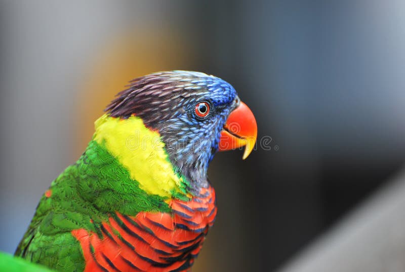 Pássaro de Lori foto de stock. Imagem de fofofo, conta - 28363358