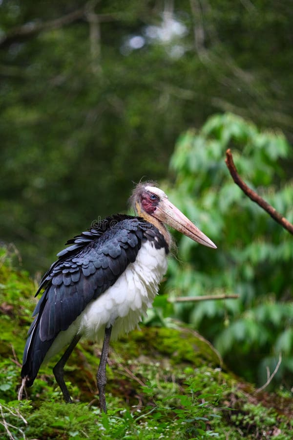 Pássaro Feio Com Um Grande Bico Foto de Stock - Imagem de wildlife ...