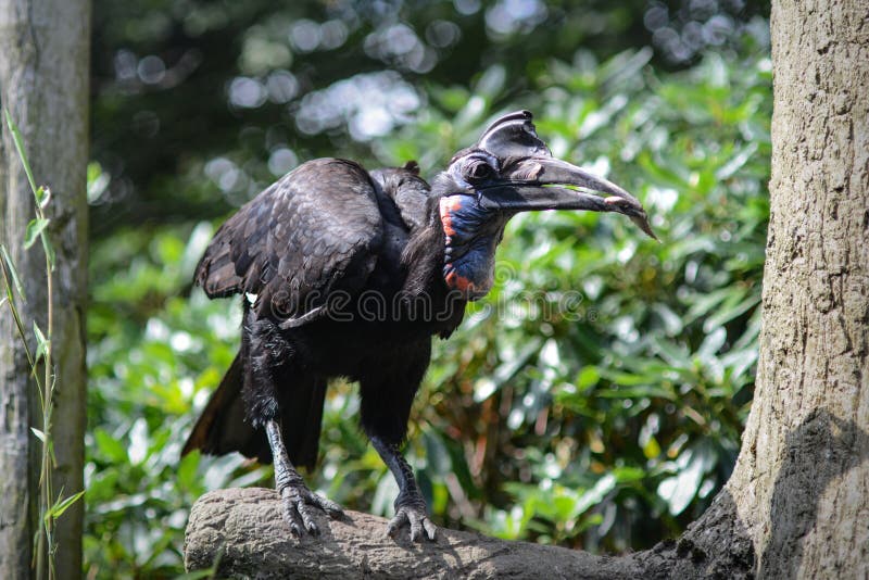Pássaro Feio Com Um Grande Bico Foto de Stock - Imagem de wildlife ...