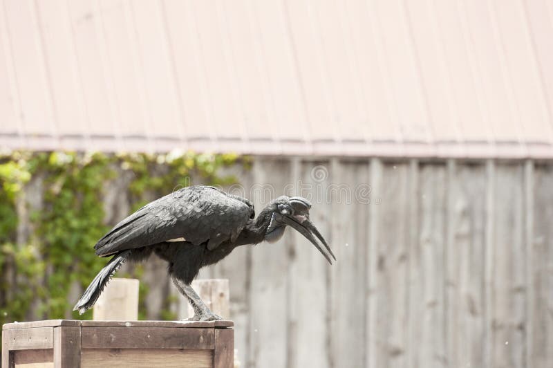 Pássaro Feio Com Um Grande Bico Foto de Stock - Imagem de wildlife ...