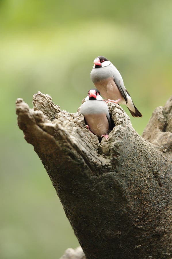 Pardal De Java Que Senta-se Entre As Folhas Obscuras Foto de Stock ...