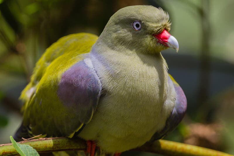Pombo Verde Africano Empoleirado Na árvore Imagem de Stock - Imagem de ...
