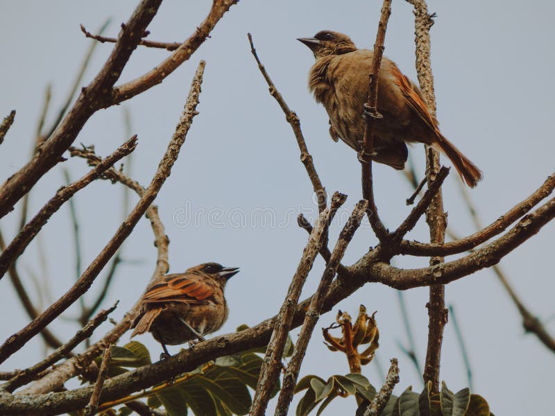 Two Birds Sitting on Dry Branches of a Tree Stock Photo - Image of ...