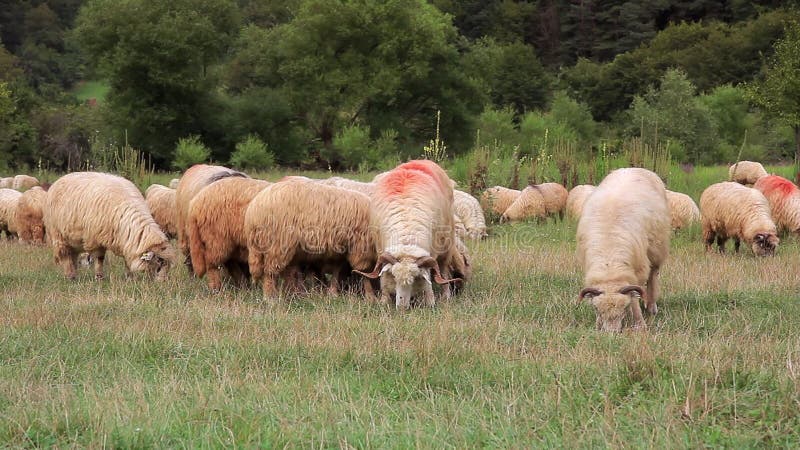 Moutons de accouplement clips vidéos. Video of venez - 75522867