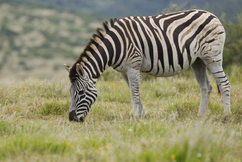 Zèbre sauvage courant image stock. Image du africain - 12001271