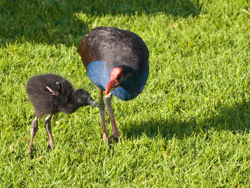Pukeko bird feeding chick stock photo. Image of chick - 17509692