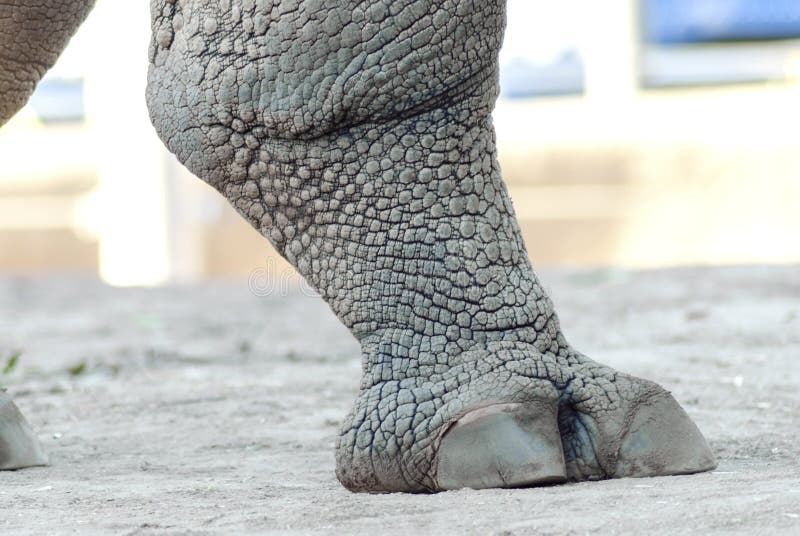 Pé Do Rinoceronte Em Um Campo Da Grama Foto de Stock - Imagem de nomes ...