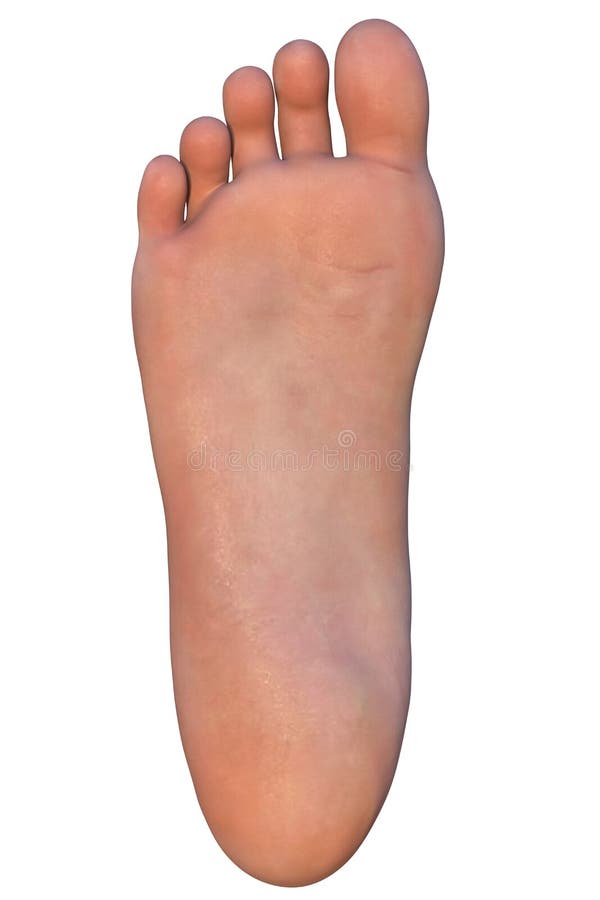 Ossos De Pé Humano Dianteiros E Anatomia Da Vista Lateral Ilustração do ...