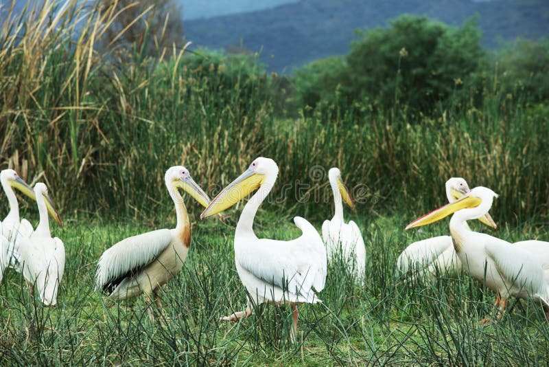 Pêcheur africain photo éditorial. Image du fonctionnement - 31434686