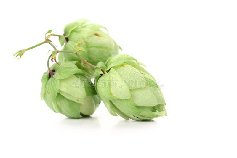 Pétalas Do Verde Da Flor Do Lúpulo. Foto de Stock - Imagem de possa ...