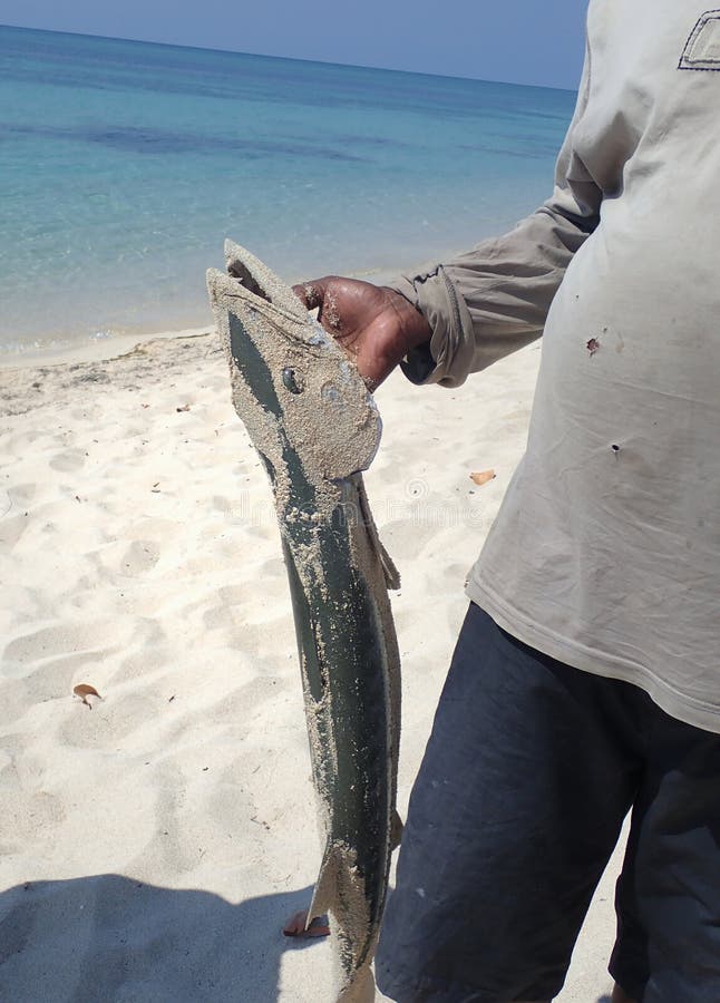 Sphyraena De Poissons De Barracuda D'isolement Sur Le Blanc Image stock ...