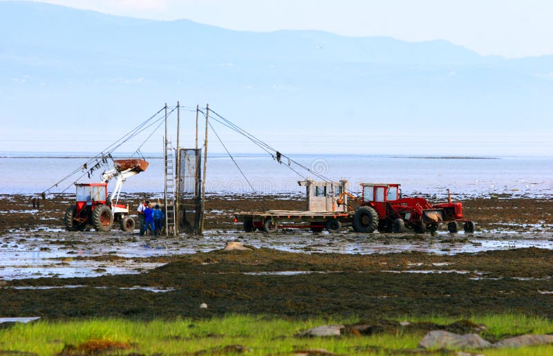 Pêche Moderne D'anguille Au Québec Photo stock - Image du pêche, canada ...