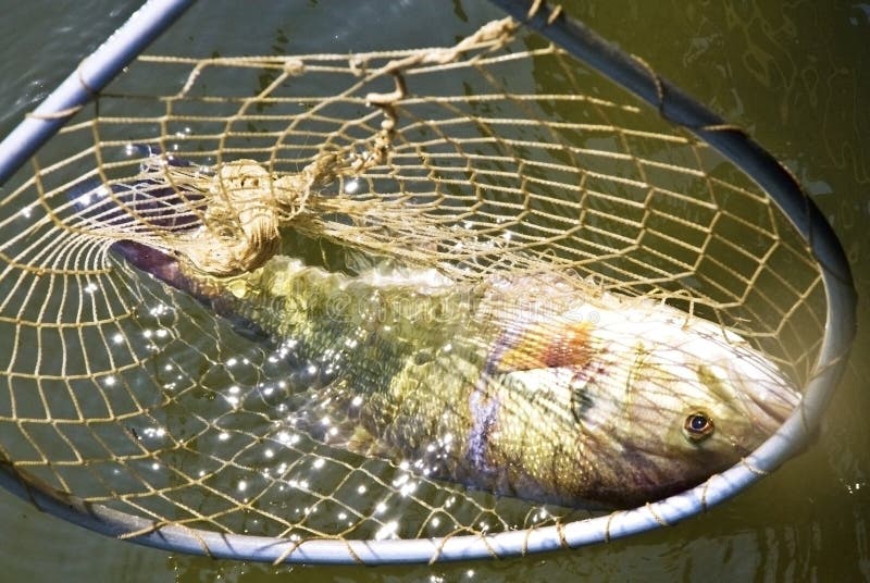Poissons dans le filet image stock. Image du pêche, industrie - 33831201