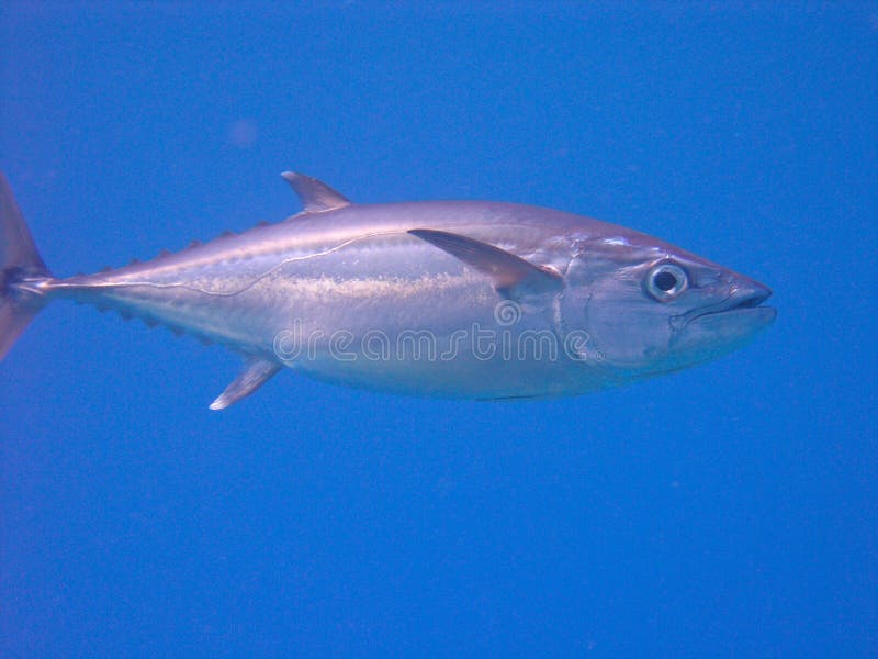 Eau Du Fond De Natation De Thons Connue Sous Le Nom De Thon De Thonine ...