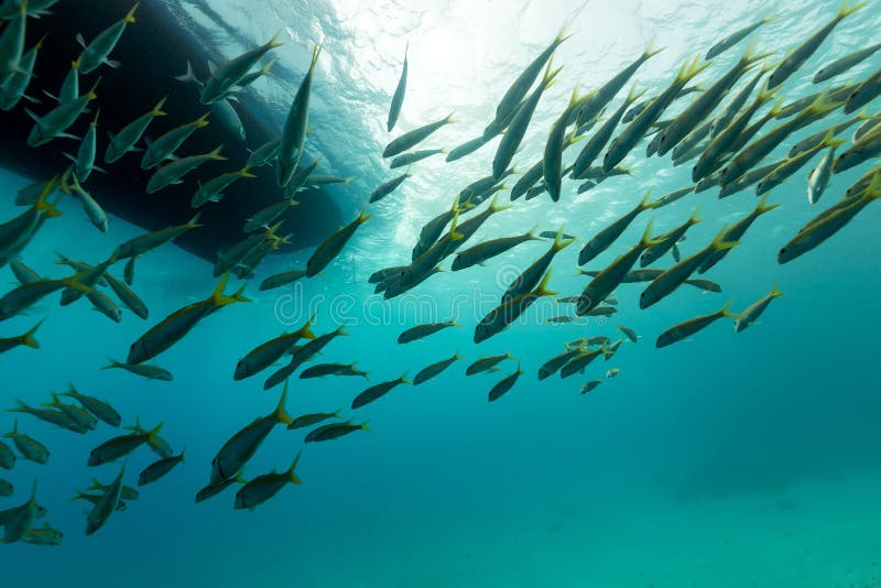 Des Poissons Sous Le Bateau Dans La Mer Rouge Image stock - Image of ...