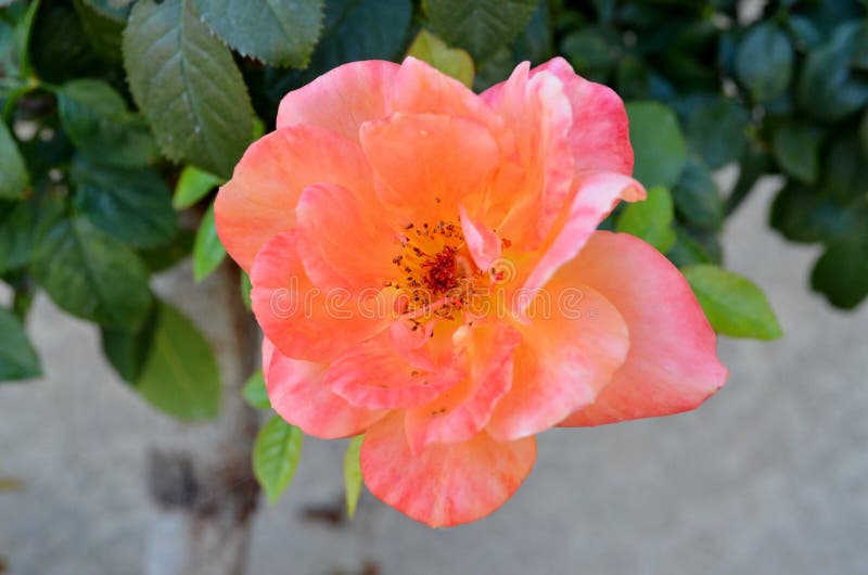 Amor de Rosa do pêssego imagem de stock. Imagem de levantou - 202479