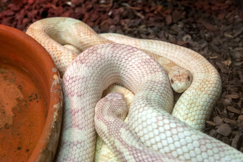 Píton Albina Python Molurus Bivitattus Stock Photo - Image of molurus ...