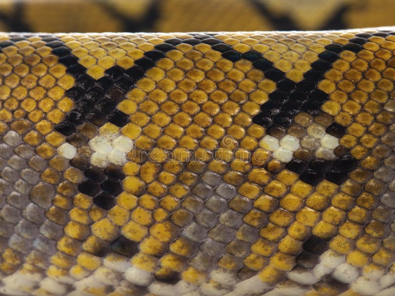 Píton Reticulado Sobre Fundo Branco Foto de Stock - Imagem de animal ...