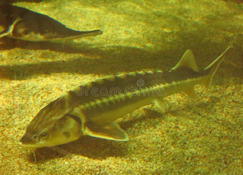 Syberyjski Jesiotr (Acipenser Baerii) Zdjęcie Stock - Obraz złożonej z ...