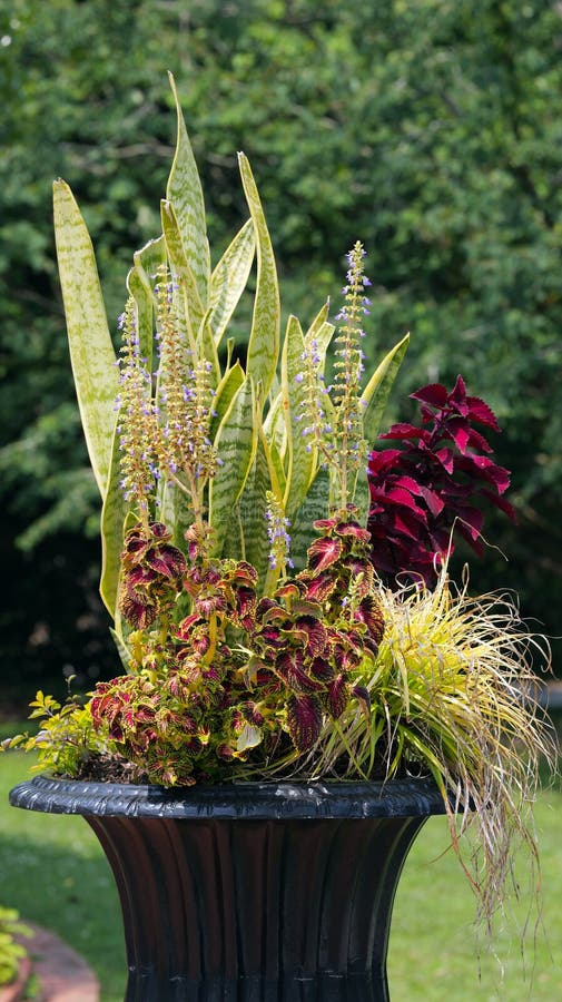 Potted Plant Arrangement with Assorted Plants Stock Photo - Image of ...