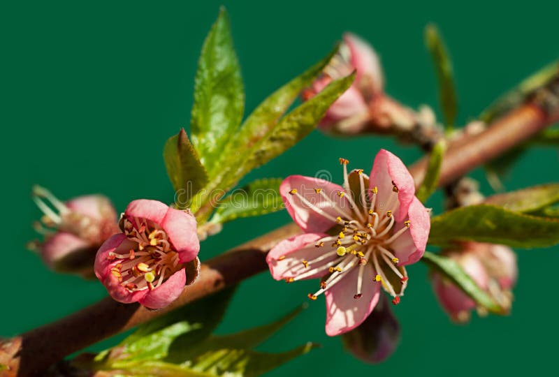 P?cher de fleur image stock. Image du frais, fleurs - 147030239