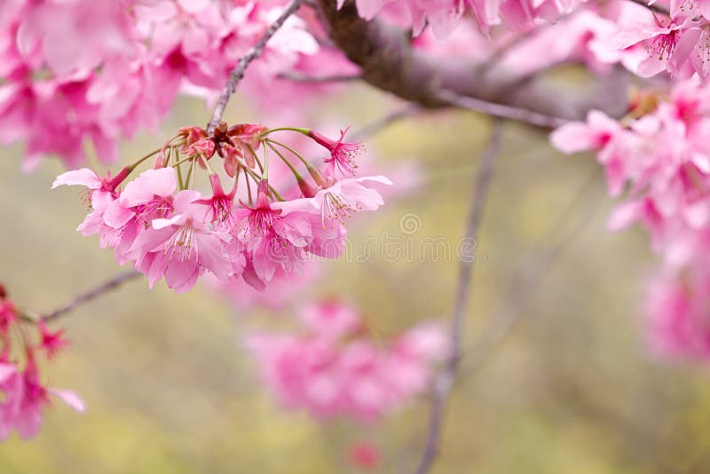 (P. Cv - Pink Lady Hybrid) Cherry Blossoms Stock Photo - Image of ...
